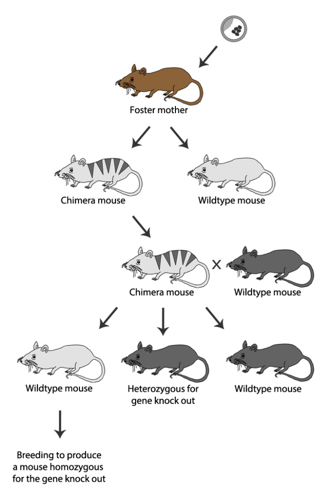 Germline Testing of Chimera - Mouse Biology Program