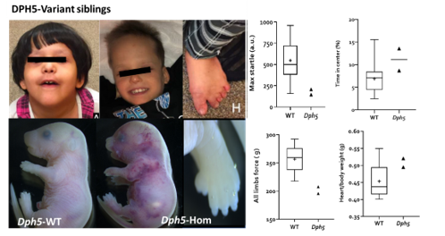 Rare Disease Models - Mouse Biology Program