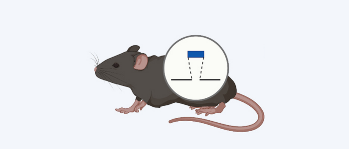 Knockin Models - Mouse Biology Program