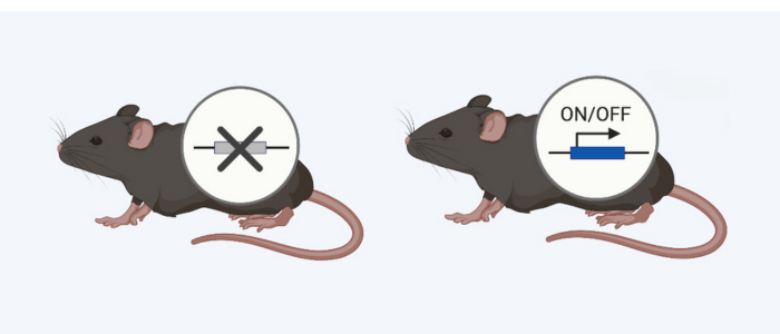 Knockout Models - Mouse Biology Program